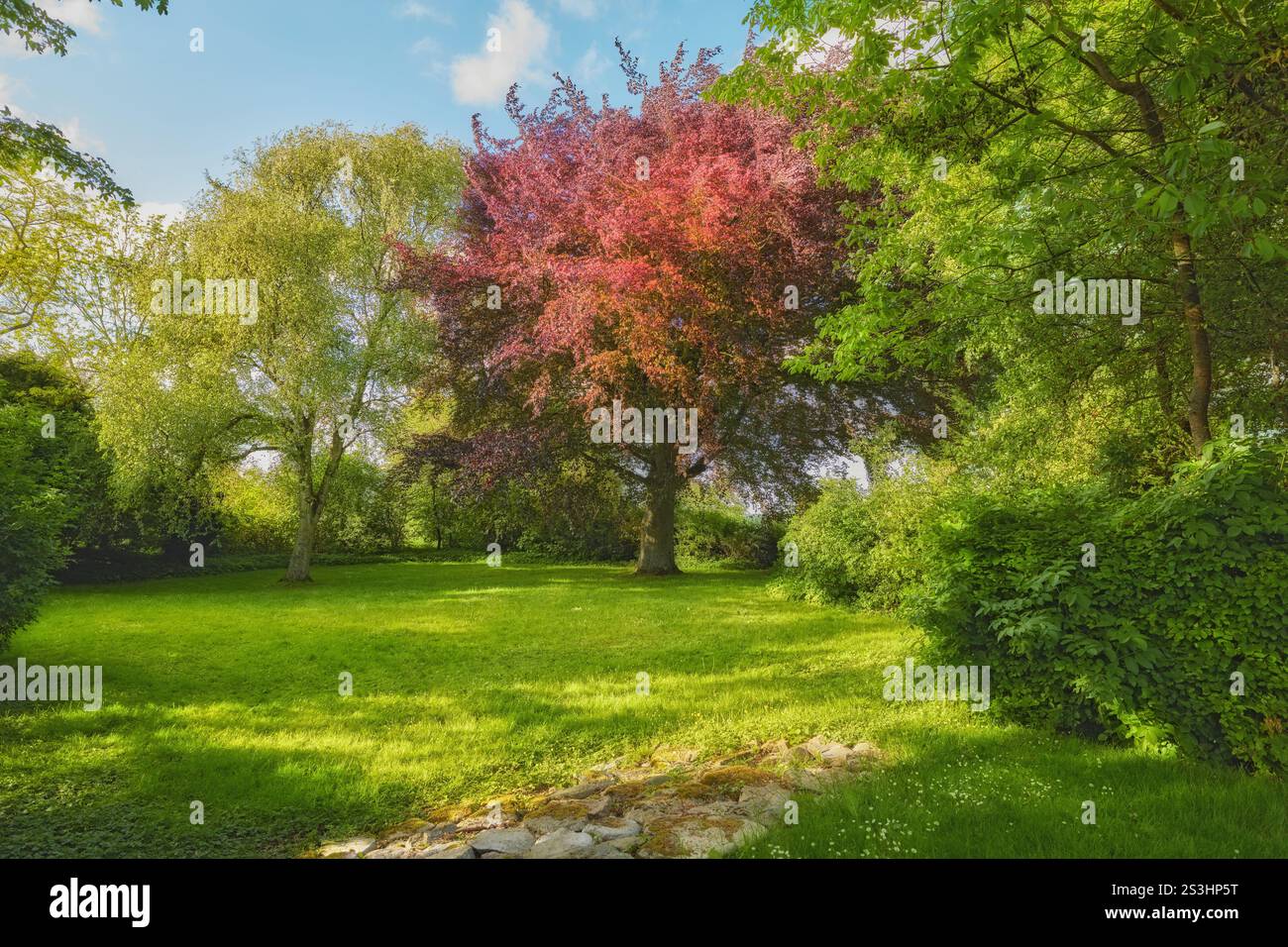 Trees, grass and landscape with plants, outdoor woods and park with ...