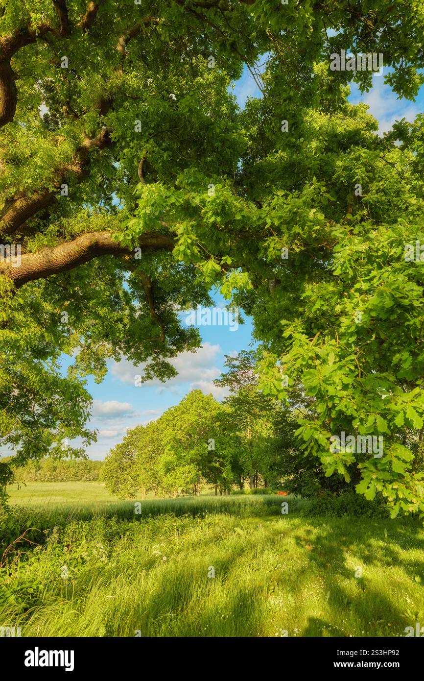 Forest, grass and landscape with trees, outdoor woods and park with ...