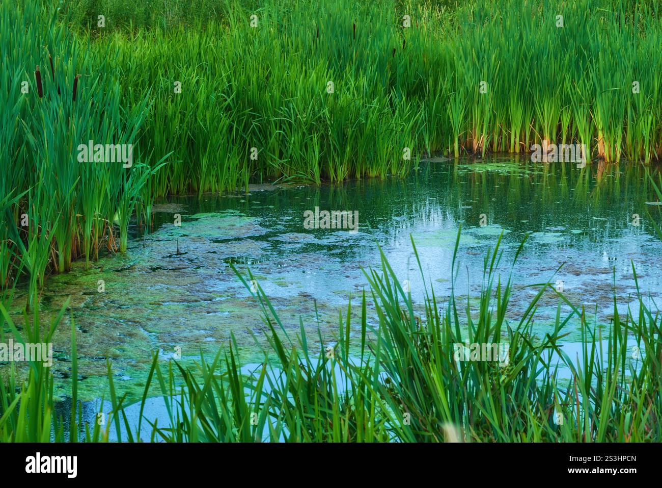 Water, environment and lake in countryside, nature and eco friendly for ...