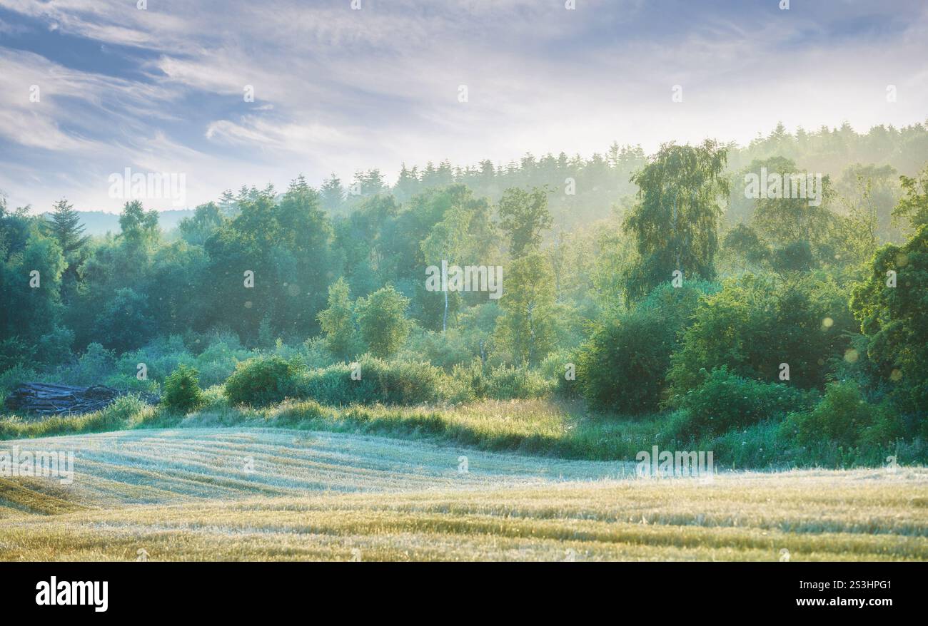 Forest, mist and landscape with trees, outdoor woods and park with ...