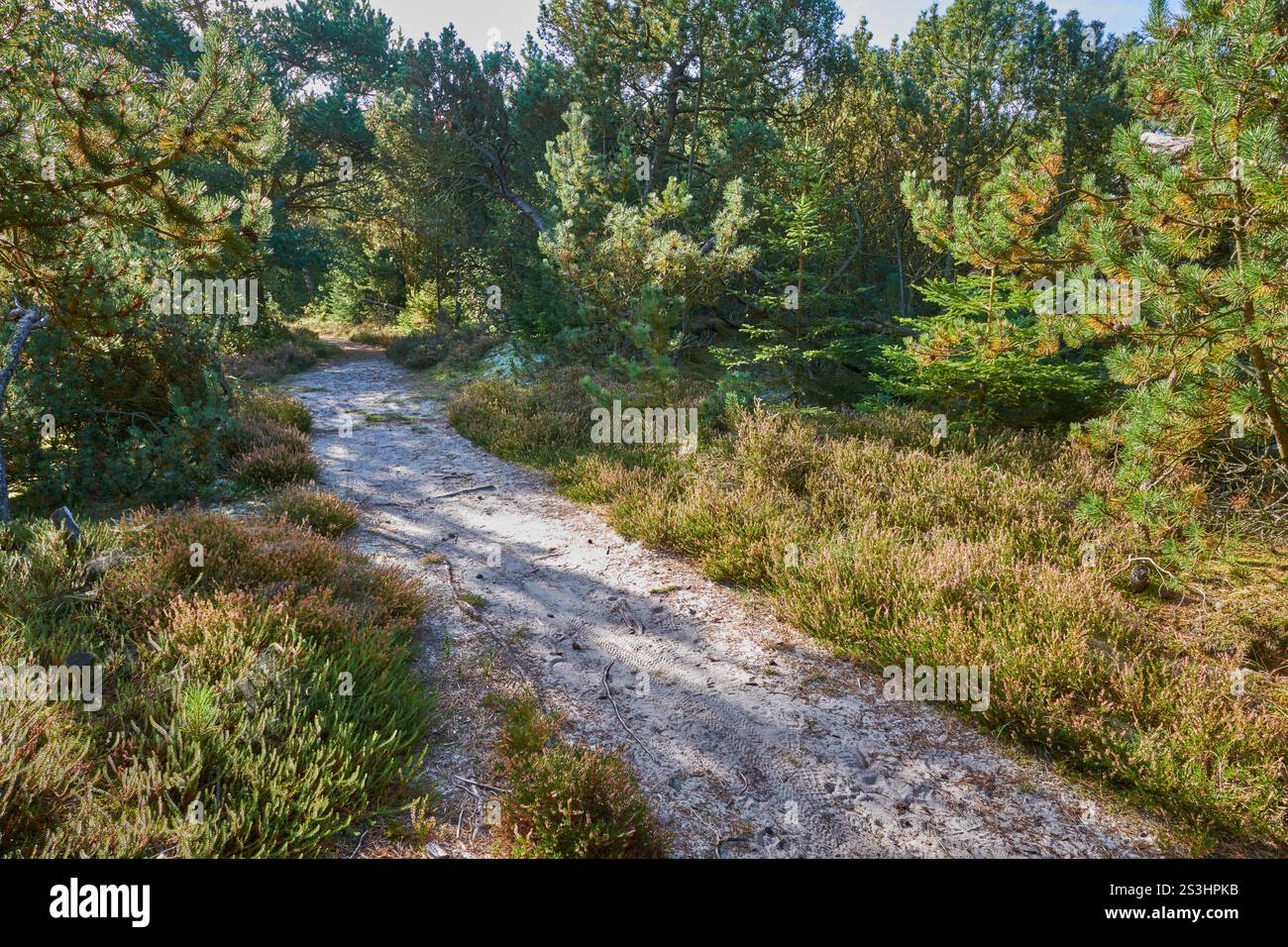 Forest, path and landscape with trees, outdoor woods and park with ...