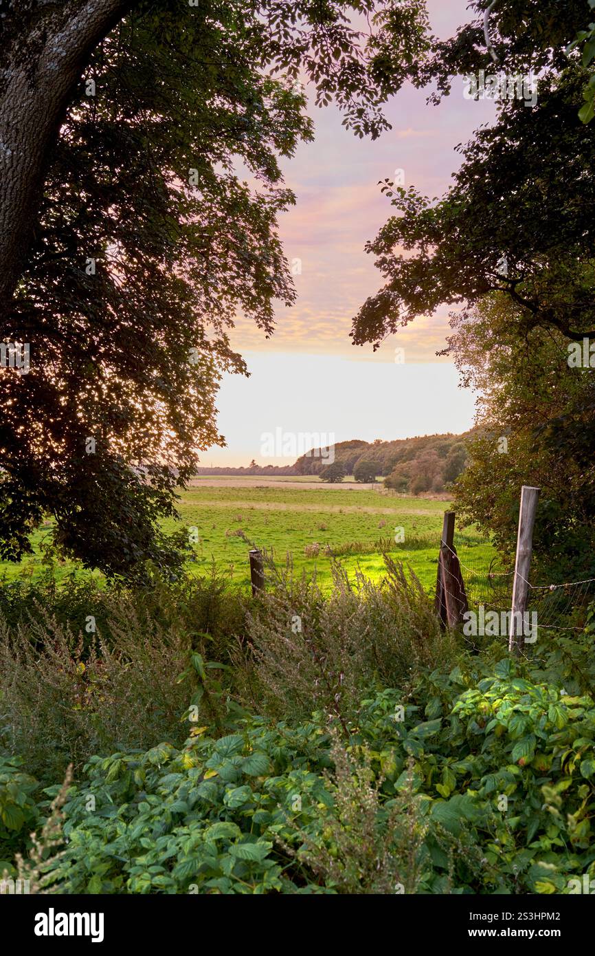Forest, sunset and landscape with trees, outdoor woods and park with ...