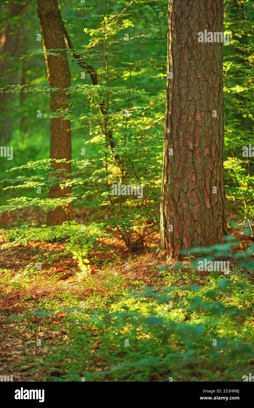 Forest, nature and outdoor trees for sustainability, ecology growth and ...