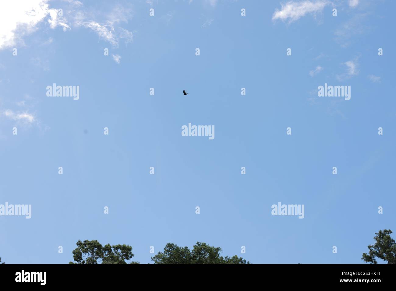 beautiful blue sky with a bird flying overhead Stock Photo - Alamy