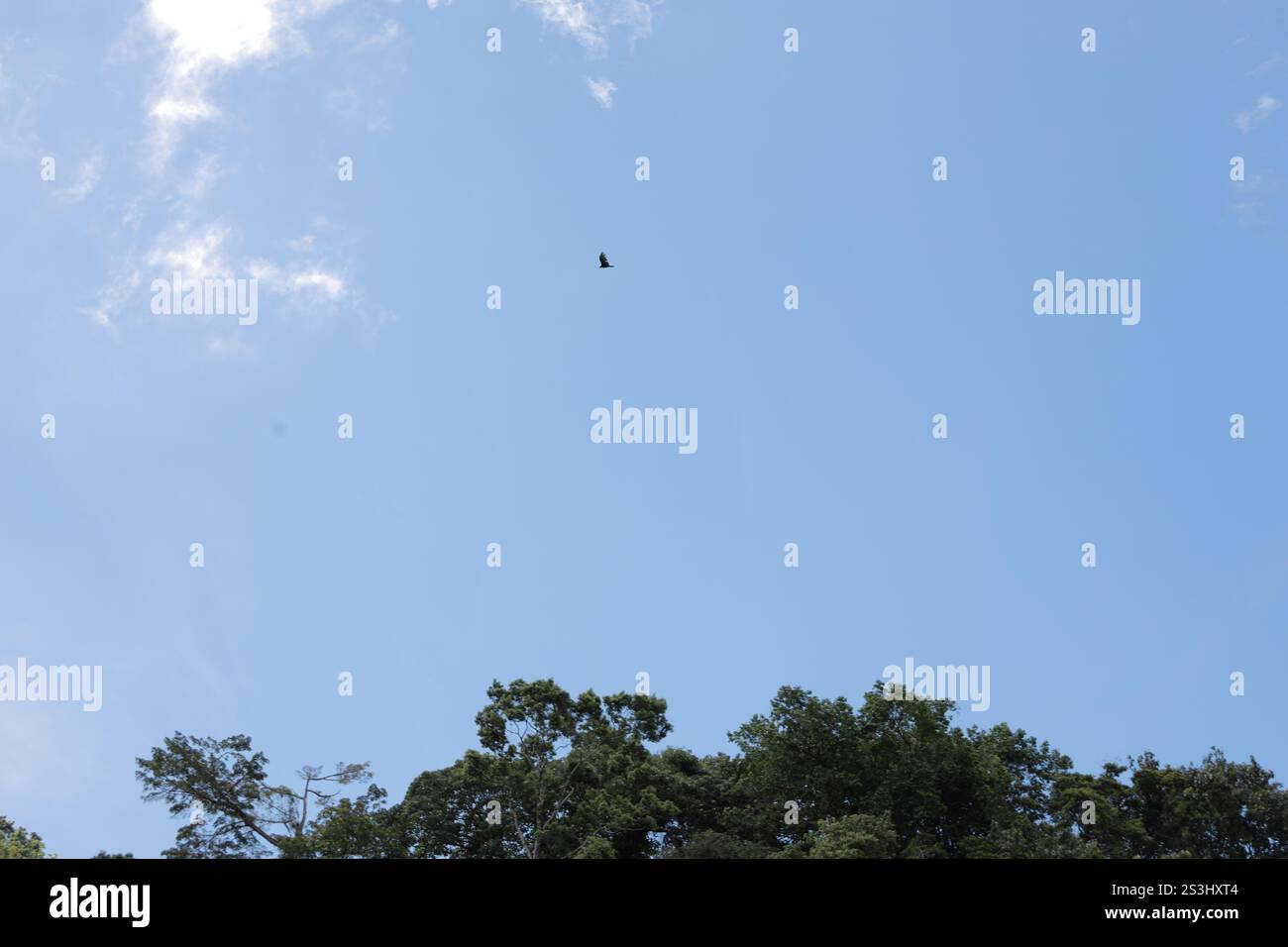 beautiful blue sky with a bird flying overhead Stock Photo - Alamy
