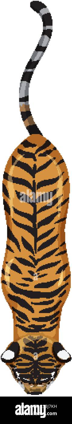Illustration of a tiger viewed from above Stock Vector Image & Art - Alamy