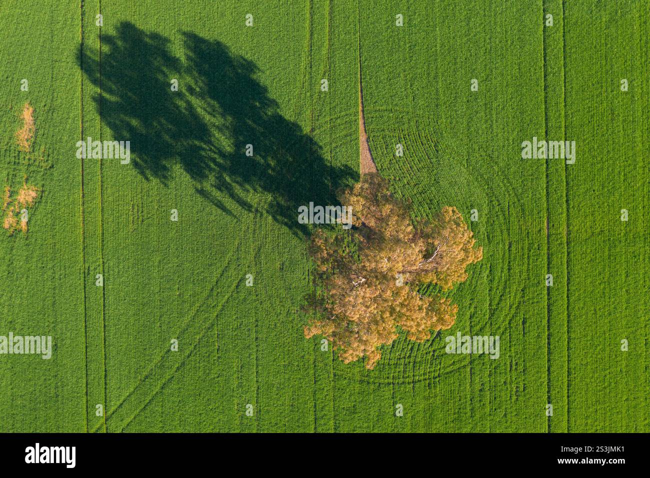 Aerial view of lone gum treecasting a shadow across a green field on ...