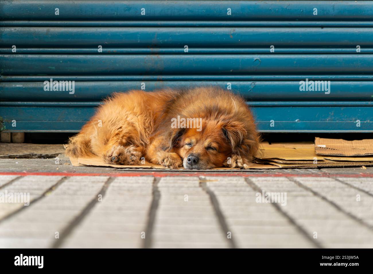 Stray dog sleeping on the city street of Taipei on cartoon box Stock ...