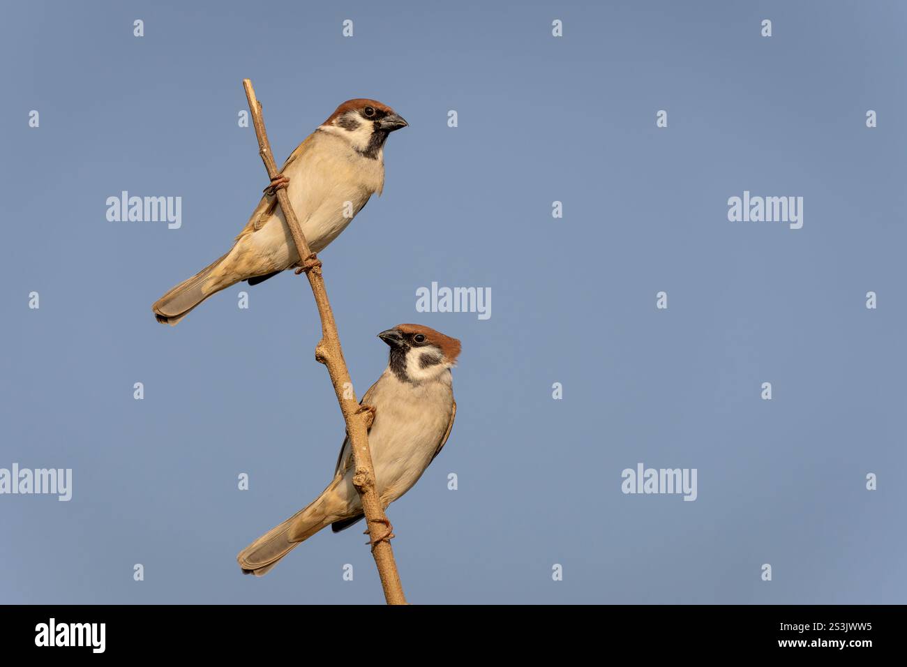 Two male eurasian tree hi-res stock photography and images - Alamy