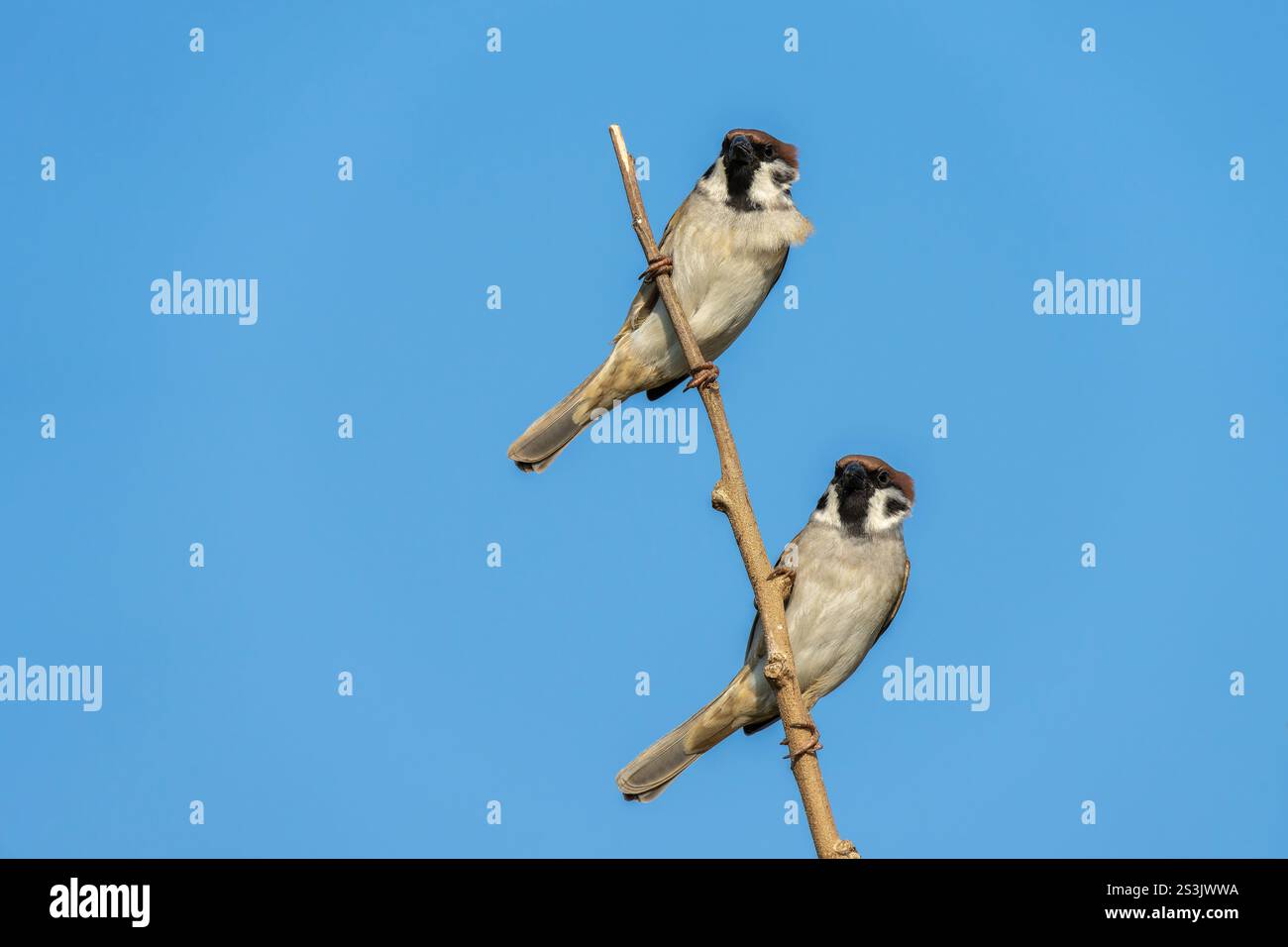 Two male eurasian tree hi-res stock photography and images - Alamy