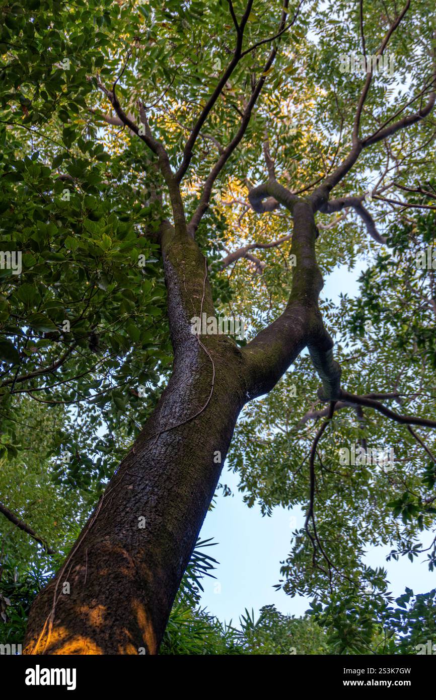 Discover an upward view of the majestic Neem tree (Azadirachta indica ...