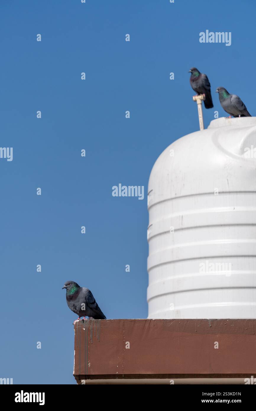 Observe the common pigeon (Columba livia) sitting on urban rooftops and ...