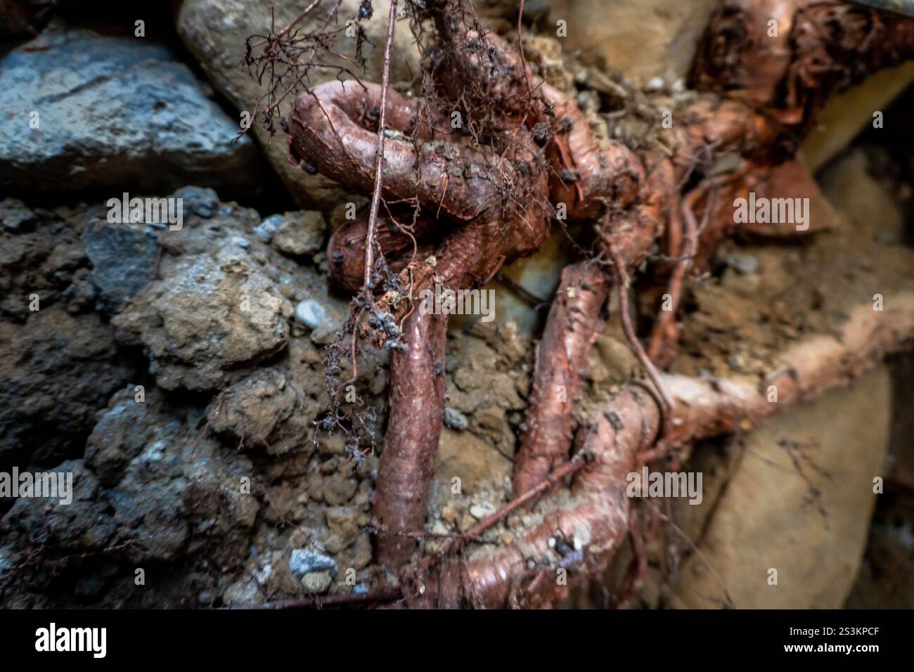 Tree roots extending beneath the soil in India, showcasing nature's ...