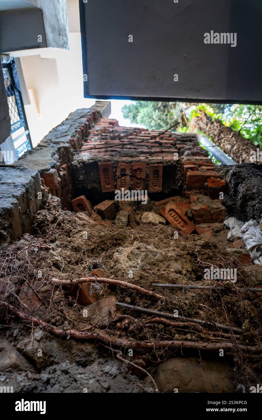 Tree roots extending beneath the soil in India, showcasing nature's ...