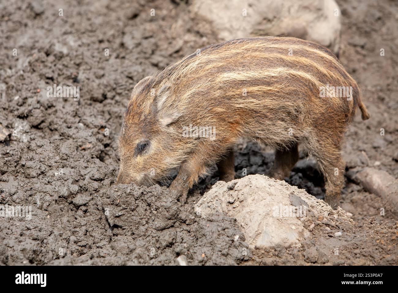 A young wild boar, characterized by its distinctive stripes, forages ...