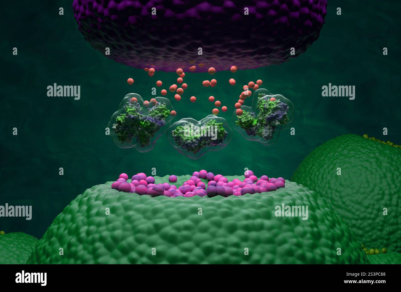 Botulinum neurotoxin C1 blocks neurotransmitter release - 3d ...