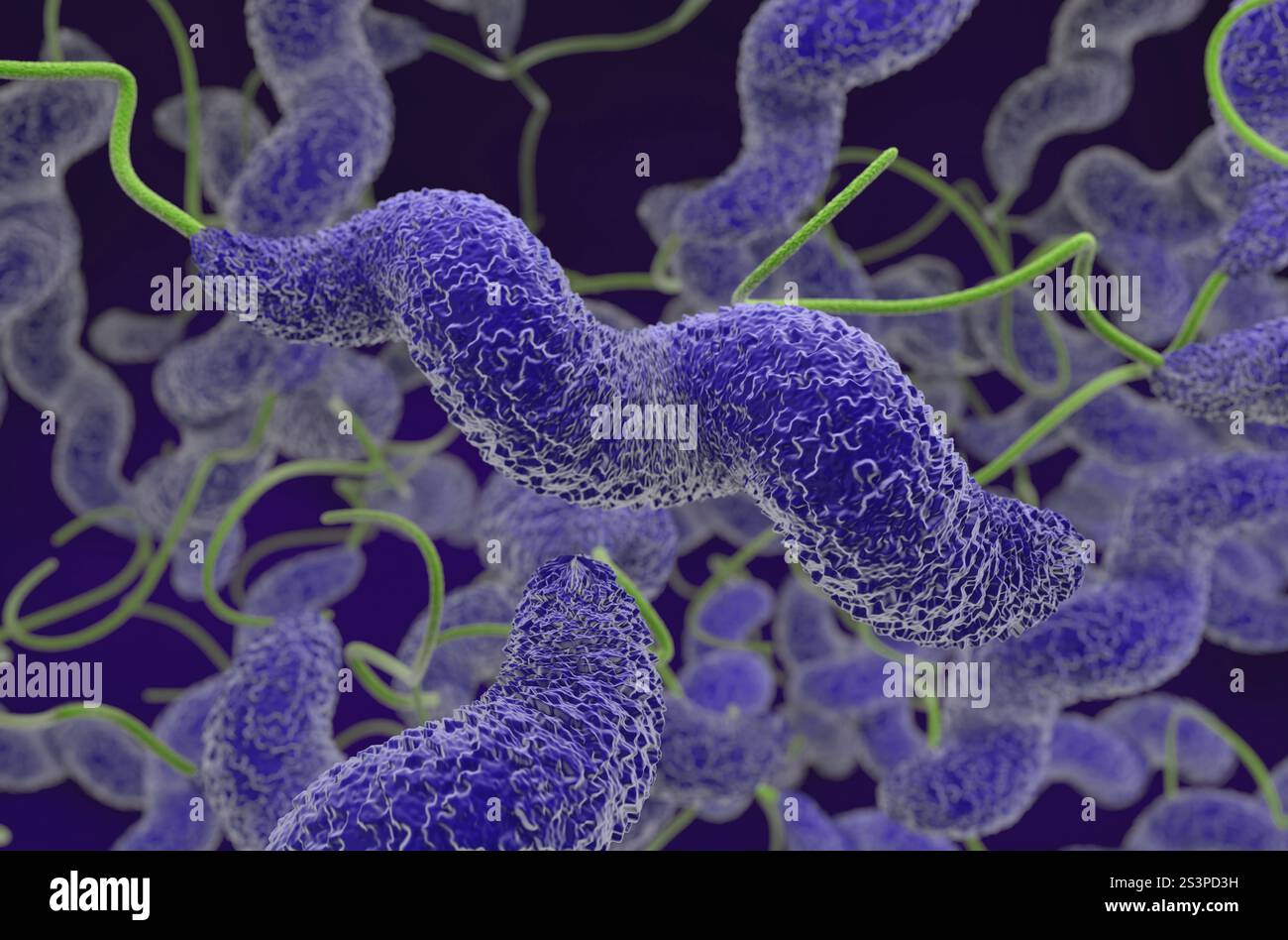 Campylobacter jejuni bacteria - 3d illustration closeup view Stock ...