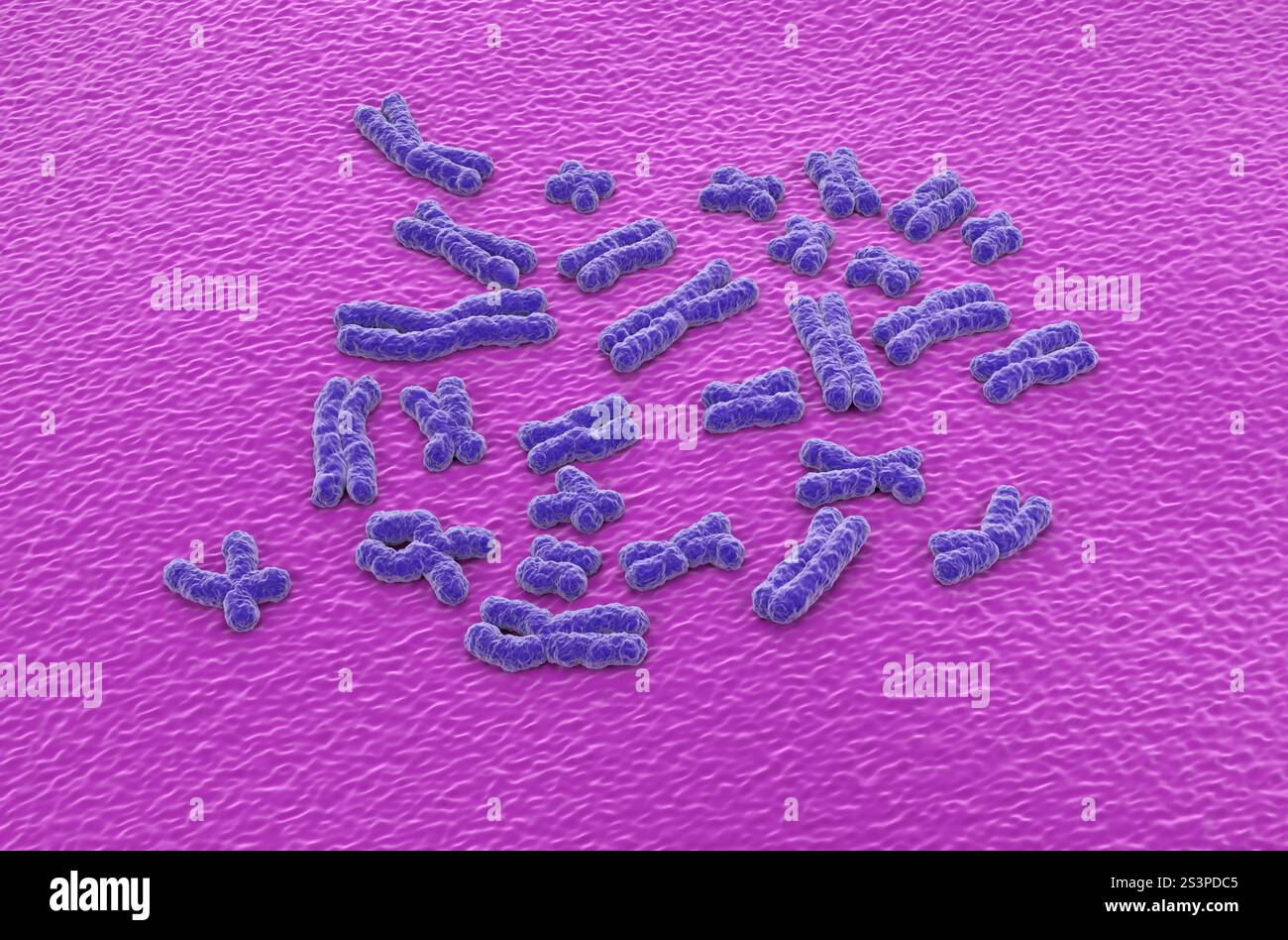 Human chromosomes - isometric view 3d illustration Stock Photo - Alamy