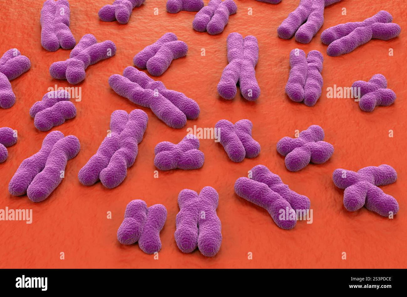 Human chromosomes hi-res stock photography and images - Alamy