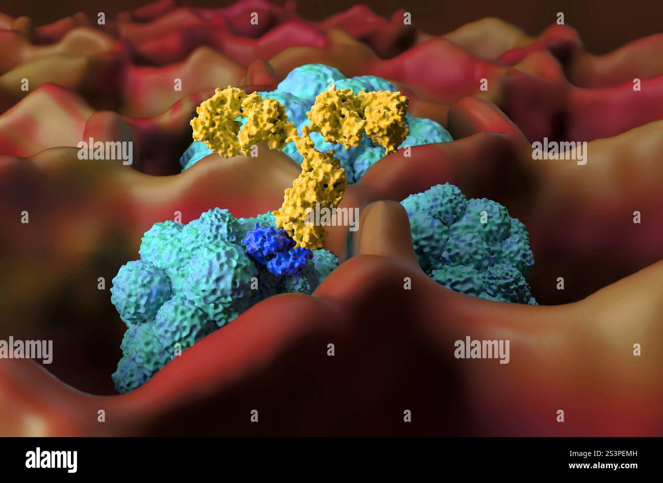 Monoclonal antibody melanoma hi-res stock photography and images - Alamy