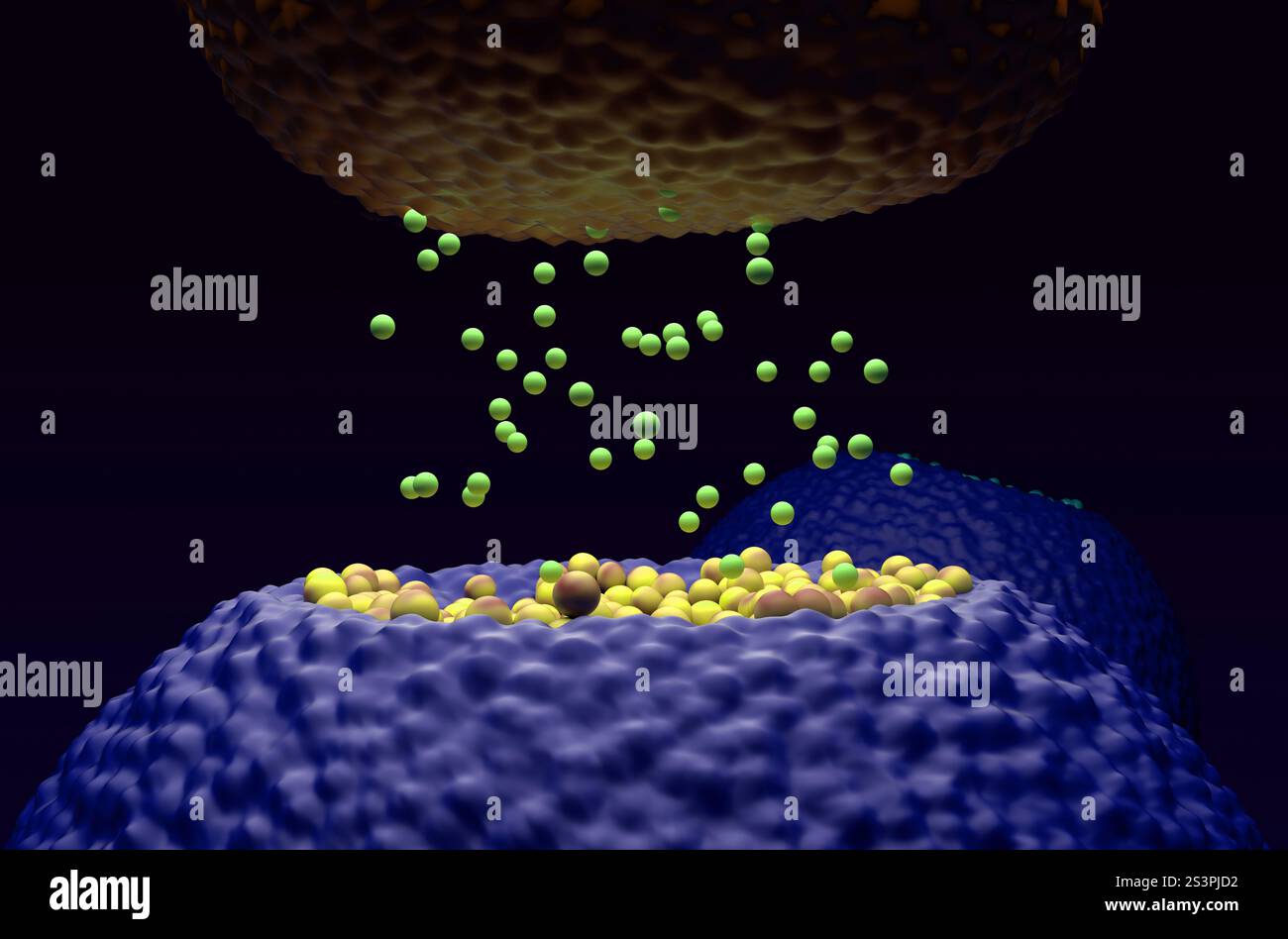 Postsynaptic neuron receptors (dendrite) receive emitted ...