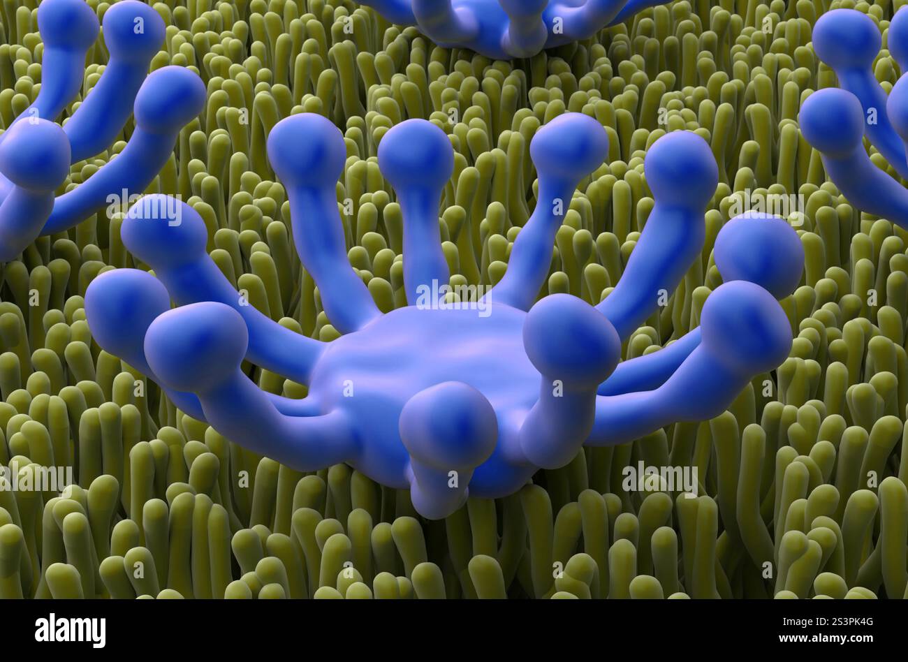 Smell (olfactory) receptor - closeup view 3d illustration Stock Photo ...