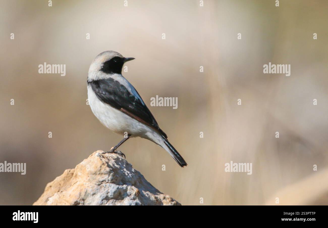 Finsch`s Wheatear (Oenanthe finschii) is one of the most beautiful ...