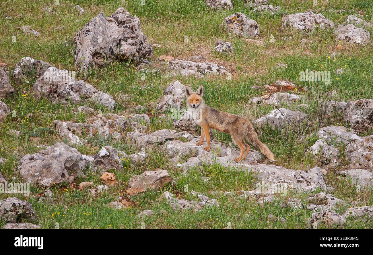 Red Fox (Vulpes vulpes) is a wild animal that lives in suitable ...