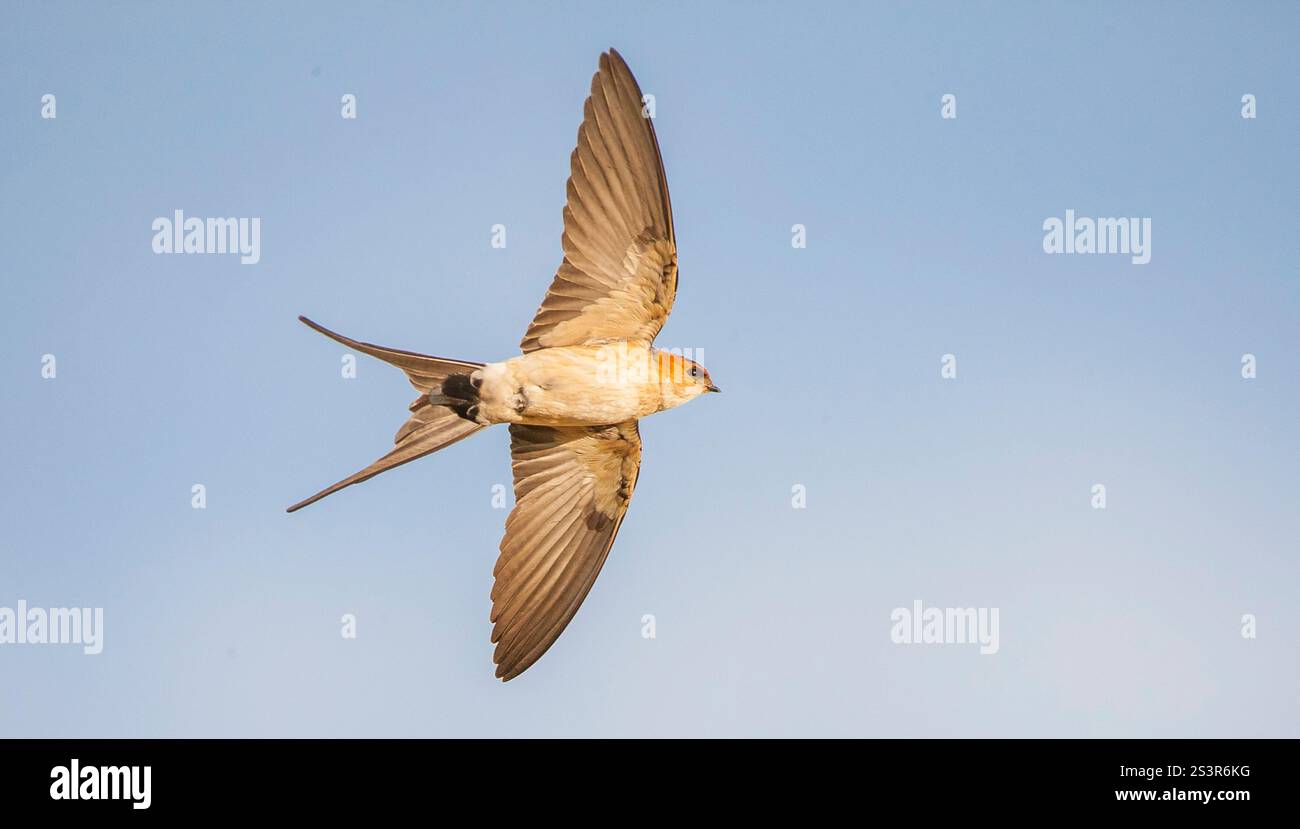 Cecropis daurica (Red-rumped Swallow) is a Mediterranean species, but ...