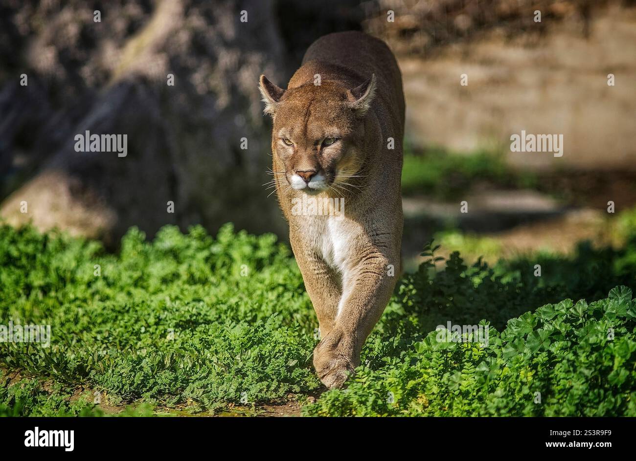 Puma (Puma concolor), one of the world's top five wildest cats in the ...
