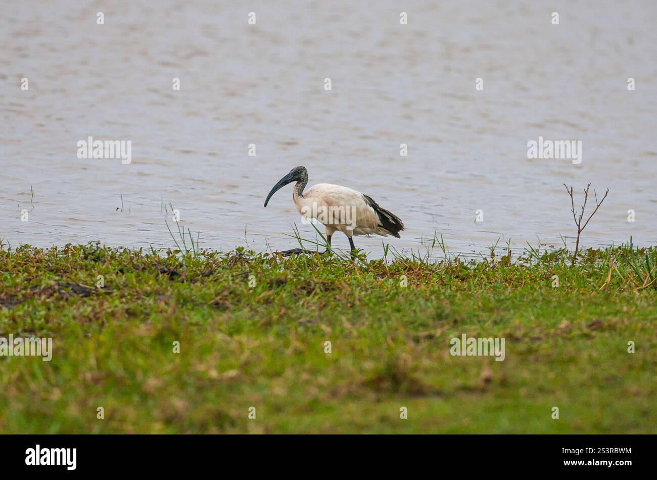 The African sacred ibis (Threskiornis aethiopicus) is a species of ibis ...