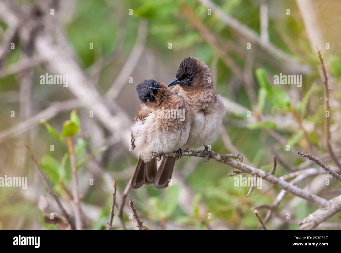 The dark-capped bulbul (Pycnonotus tricolor) is a member of the bulbul ...