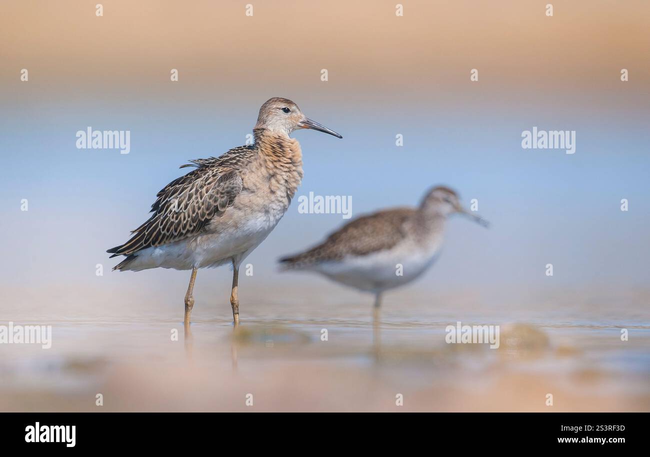 Ruff (Calidris pugnax) is a migratory species. It is a species that ...