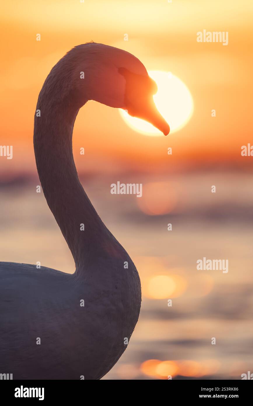 Portrait of white swan in the sea,sunrise shot, vertical photo Stock ...