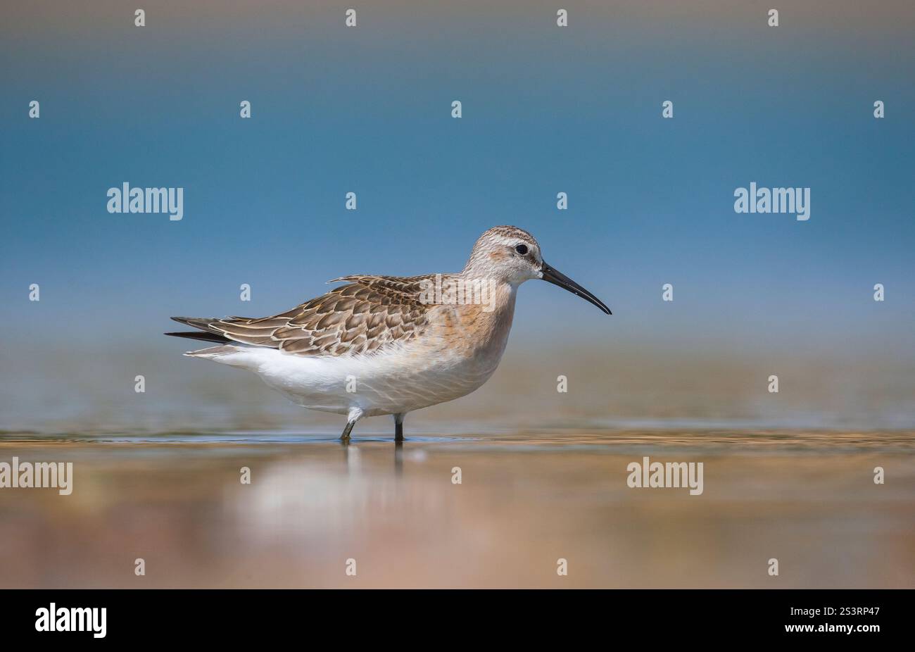 Curlew Sandpiper (Calidris ferruginea) is It breeds in the plains of ...