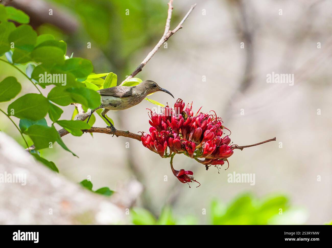 The southern double-collared sunbird or lesser double-collared sunbird ...