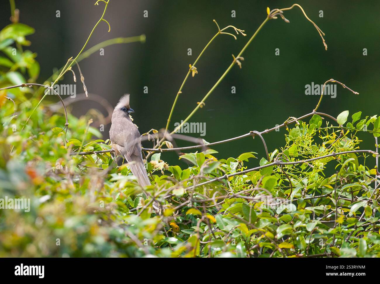 The speckled mousebird (Colius striatus) is the largest species of ...