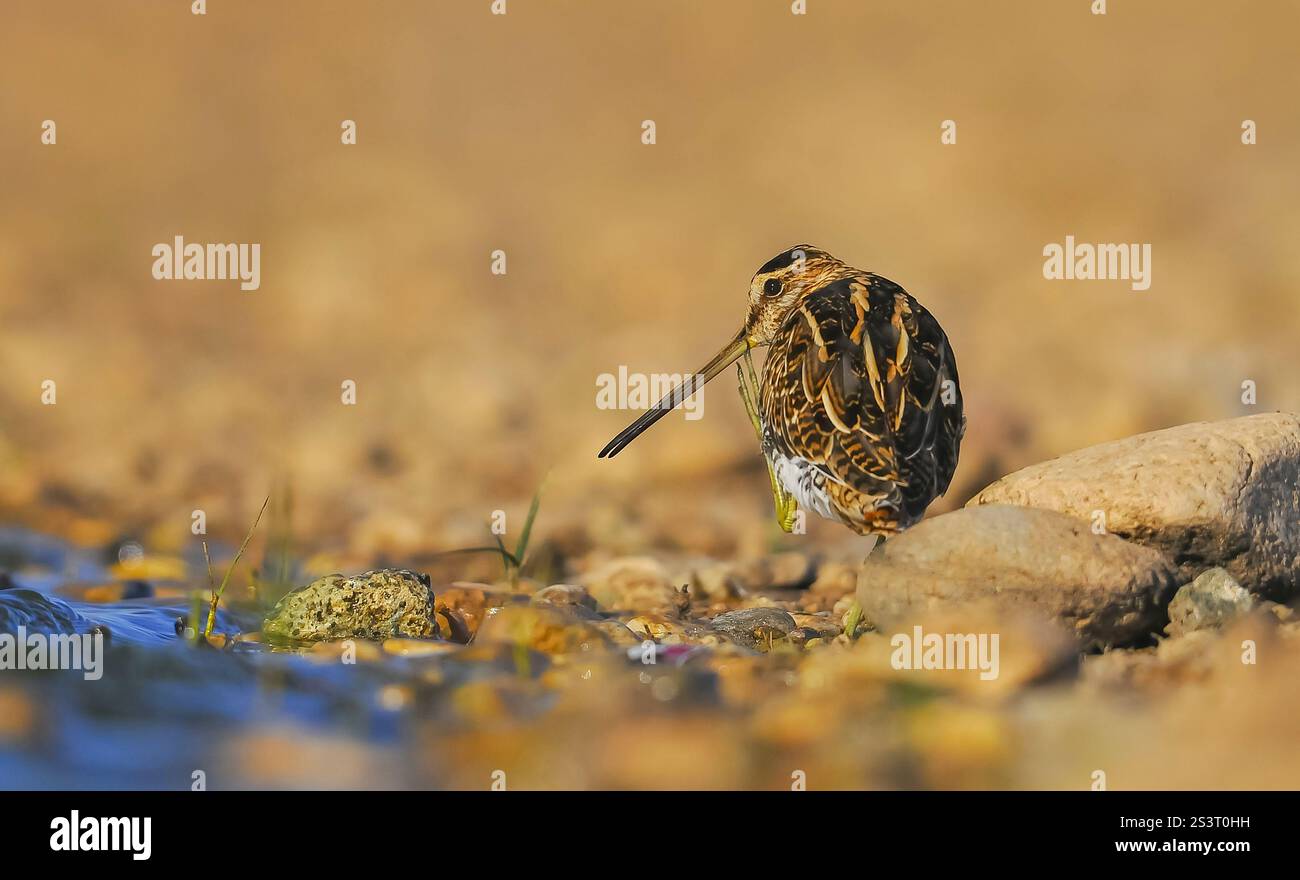 Common Snipe (Gallinago gallinago) is is a bird that lives in wetlands ...