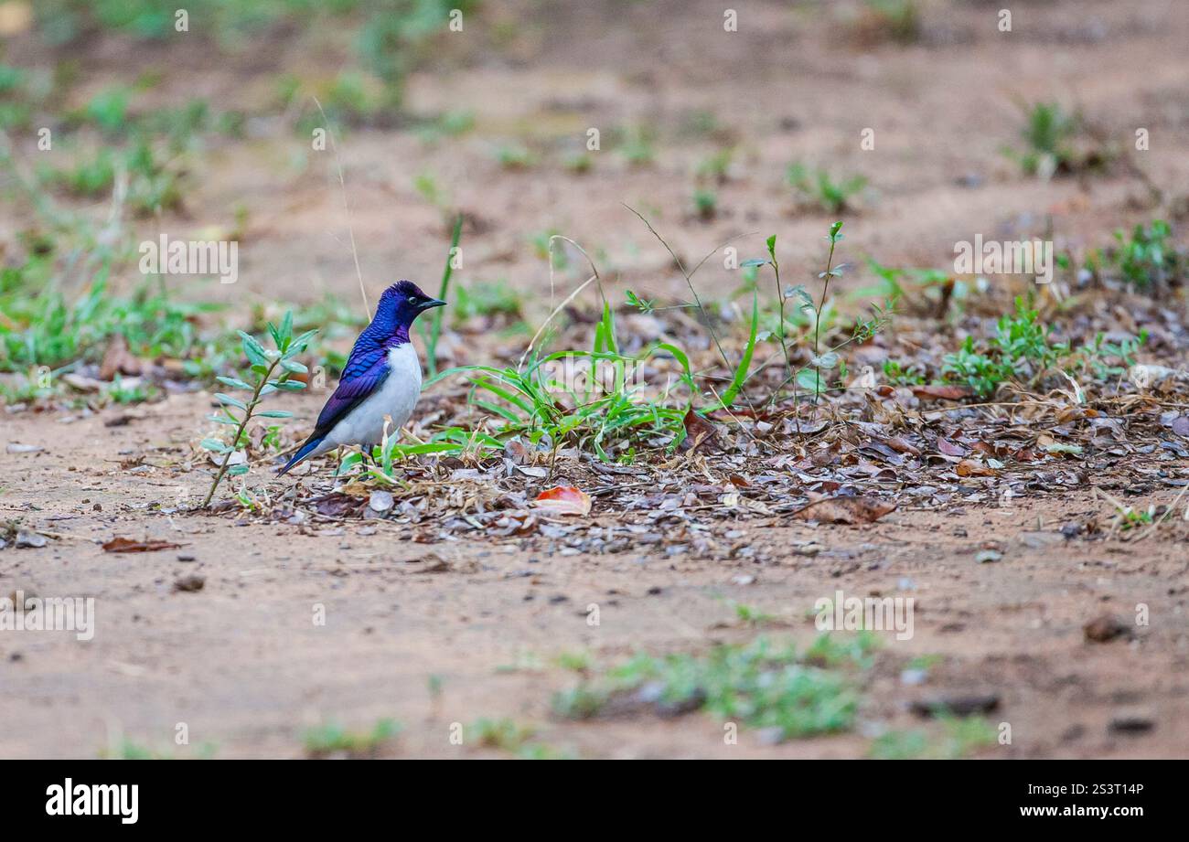 Violet-backed starling (Cinnyricinclus leucogaster) knows as one of ...