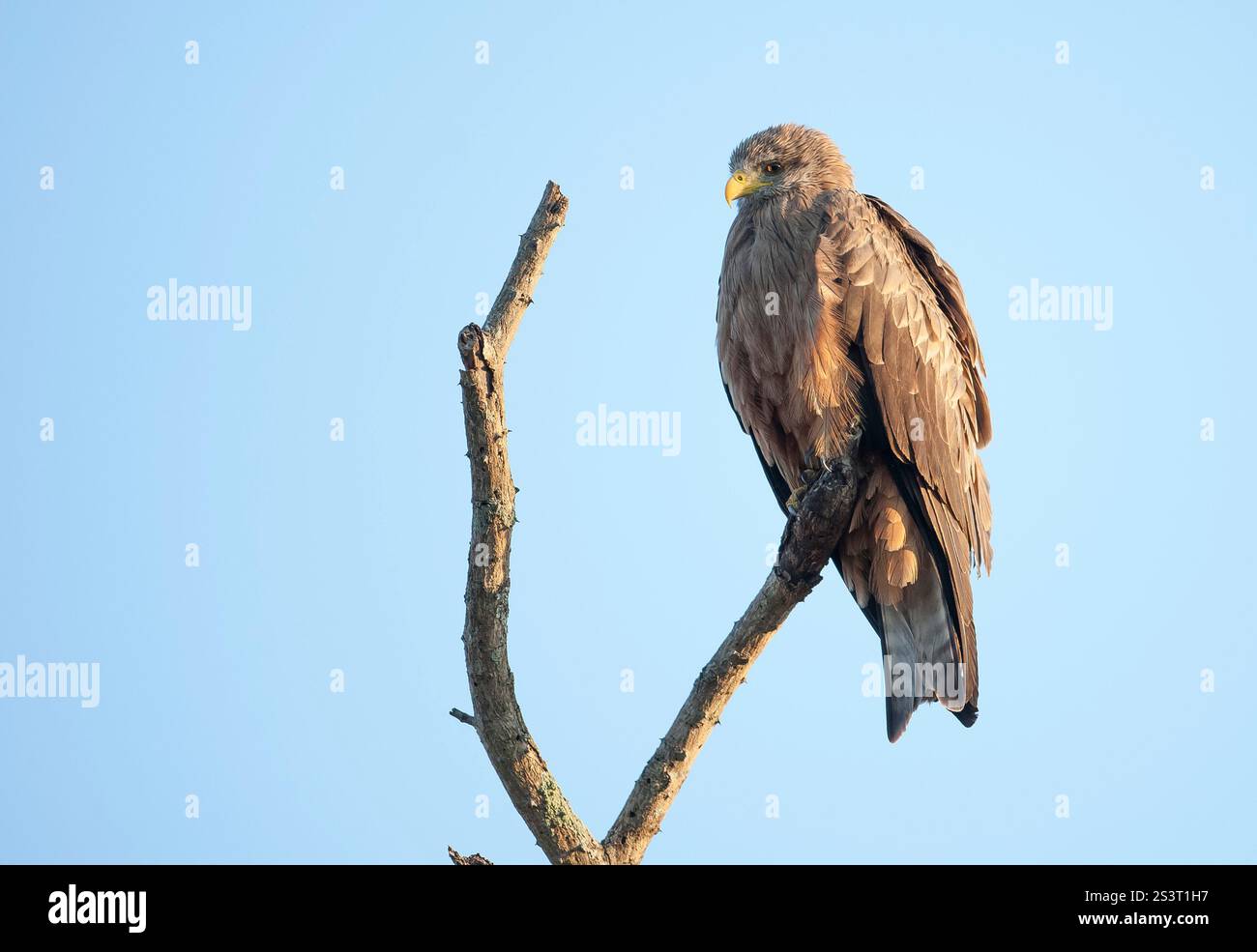 Yellow-billed Kite (Milvus aegyptius) is one of the most predatory ...