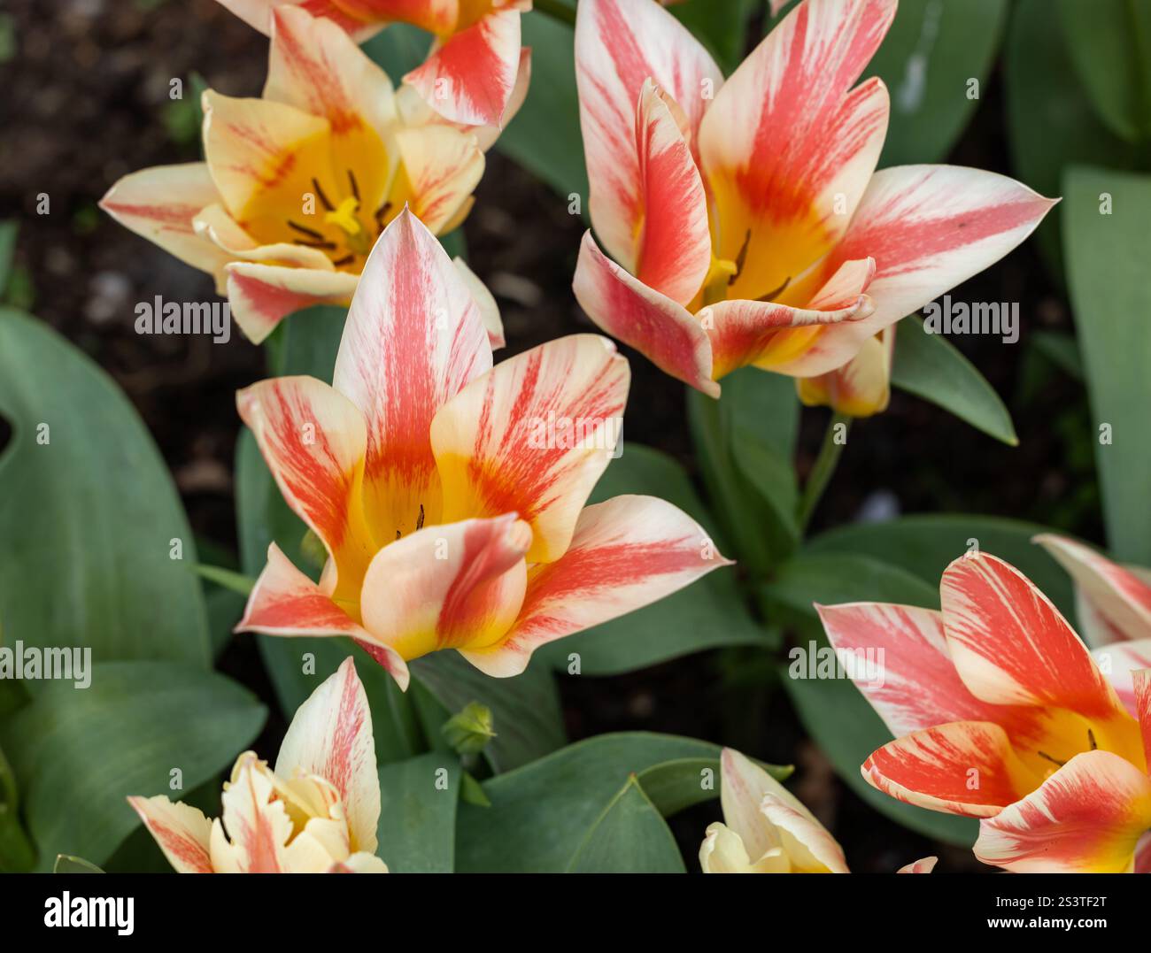 Colorful tulip called Quebec. Lily flowered group. Tulips are divided ...