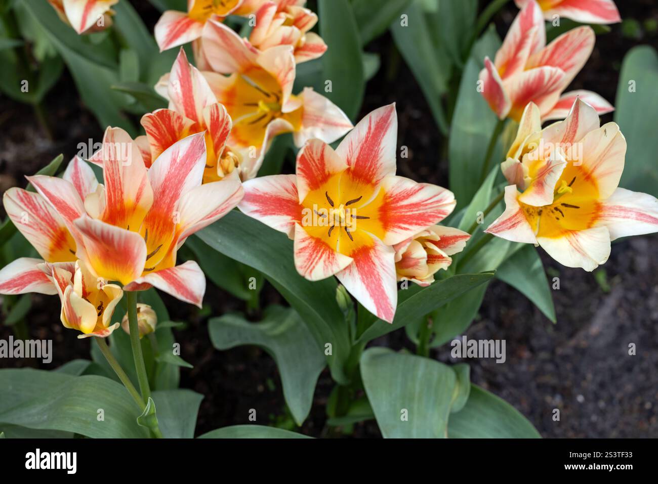 Colorful tulip called Quebec. Lily flowered group. Tulips are divided ...