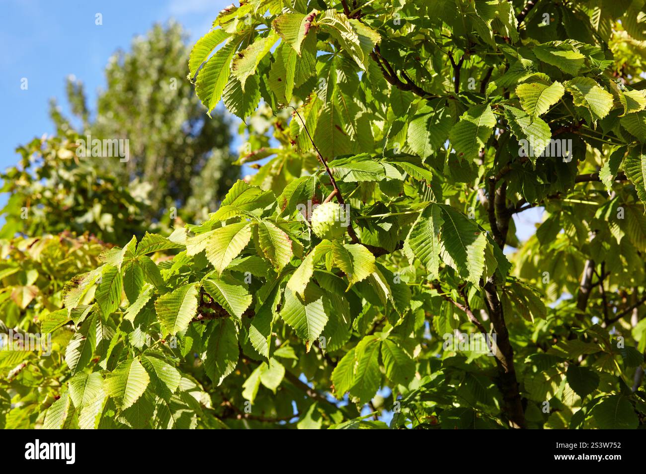 Abstract image of ripe chestnut in autumn park. Horse-chestnuts on ...