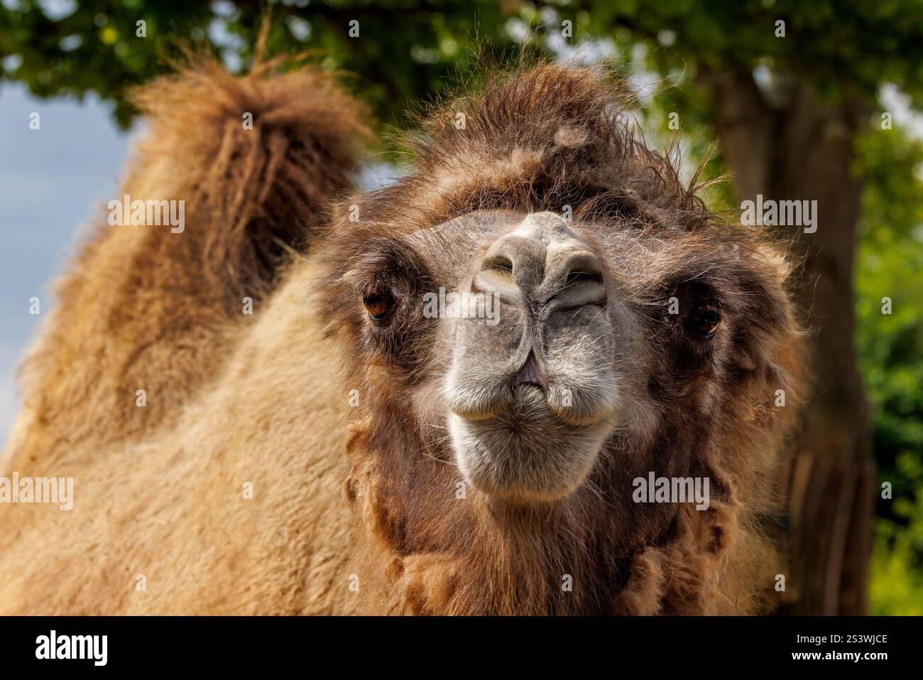 The Bactrian camel, Camelus bactrianus, also known as the Mongolian ...