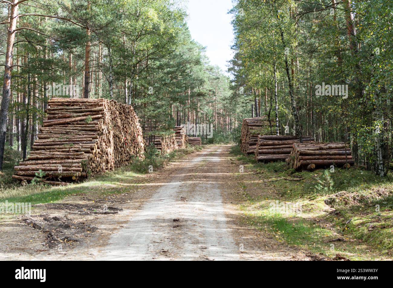Forest resource management hi-res stock photography and images - Alamy