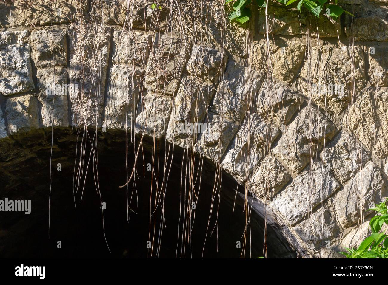 Detailed stone arch displays hanging roots against a dark pathway ...