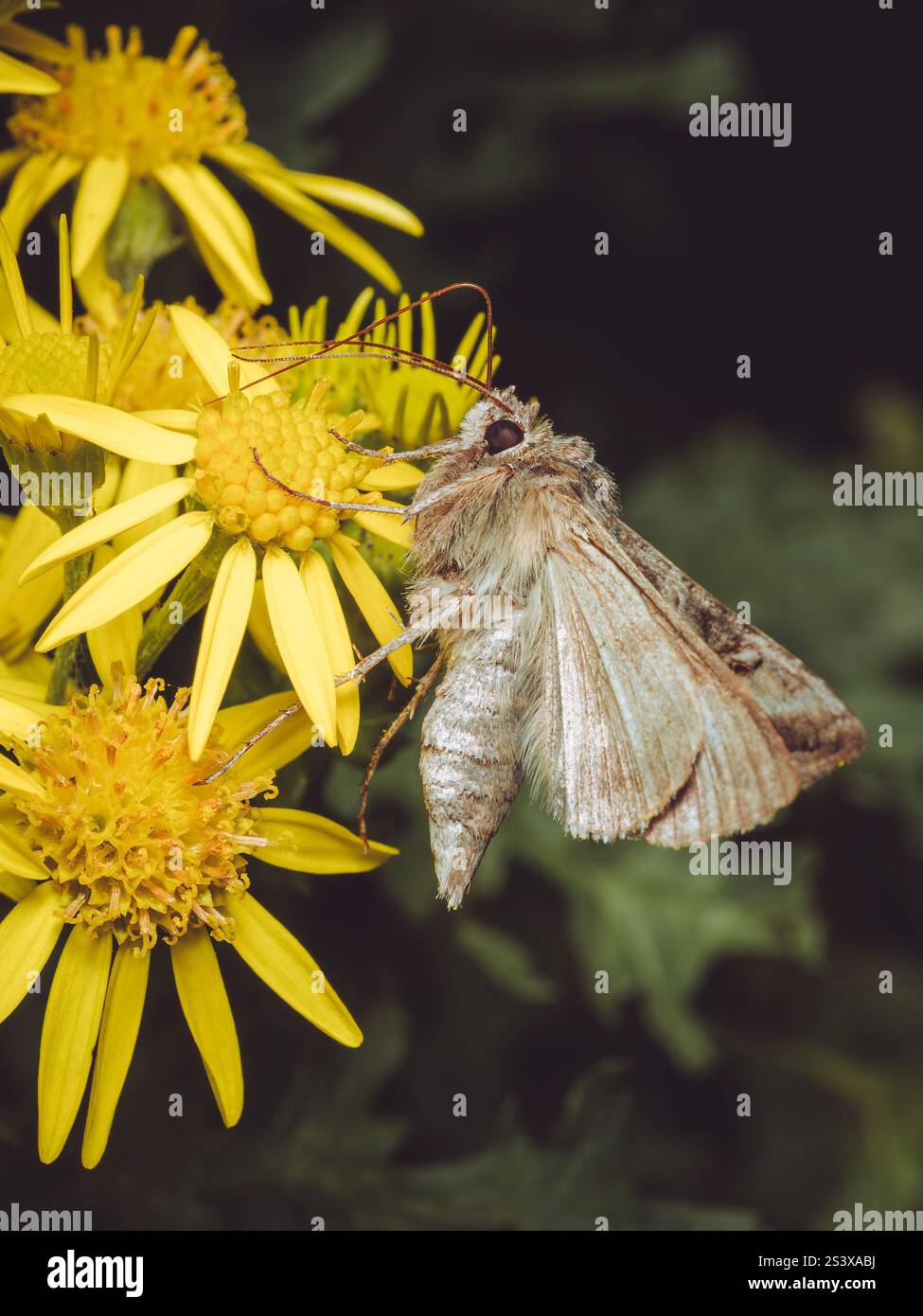 Lepidoptera moth flower hi-res stock photography and images - Alamy