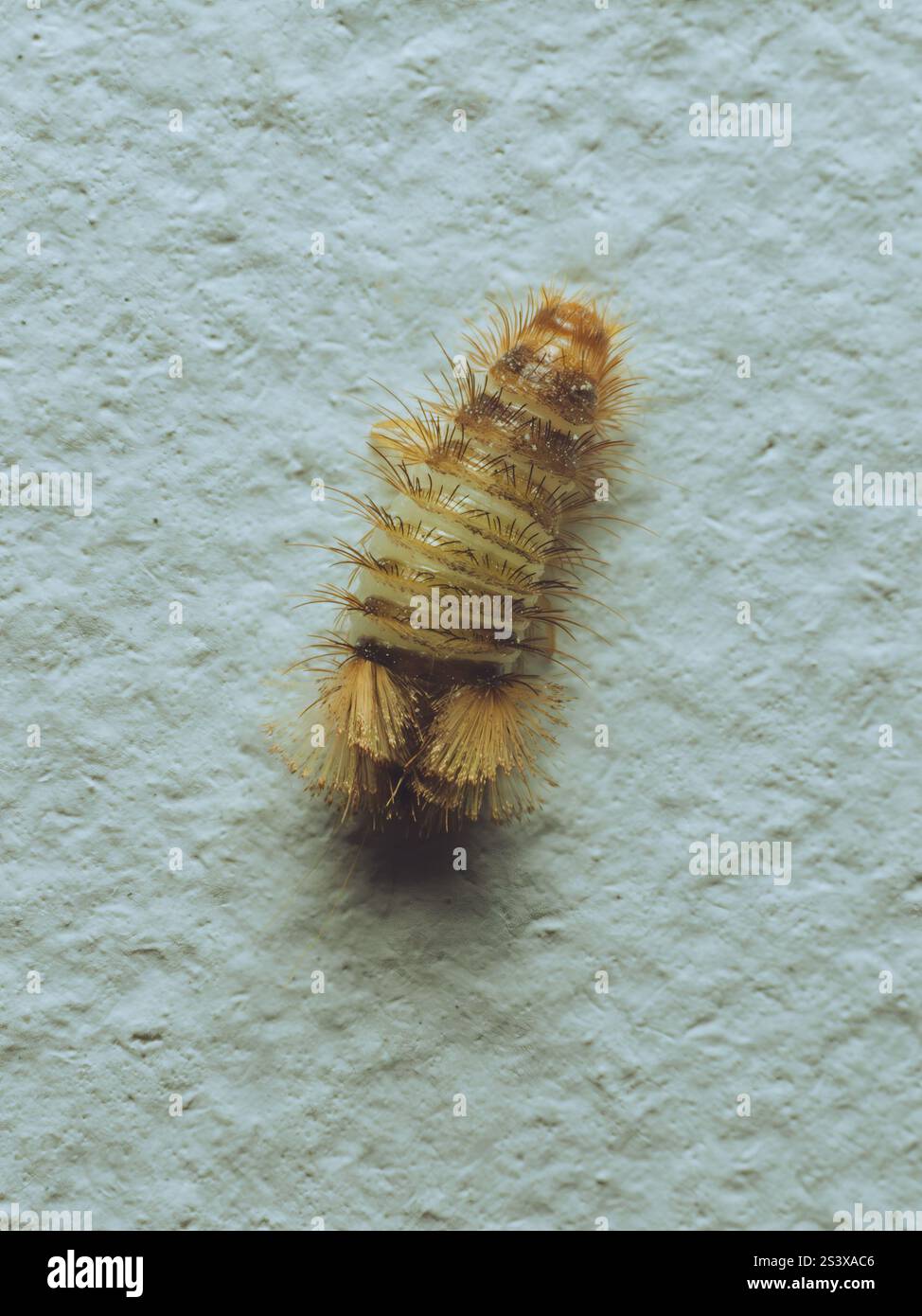 A varied carpet beetle larvae Stock Photo - Alamy