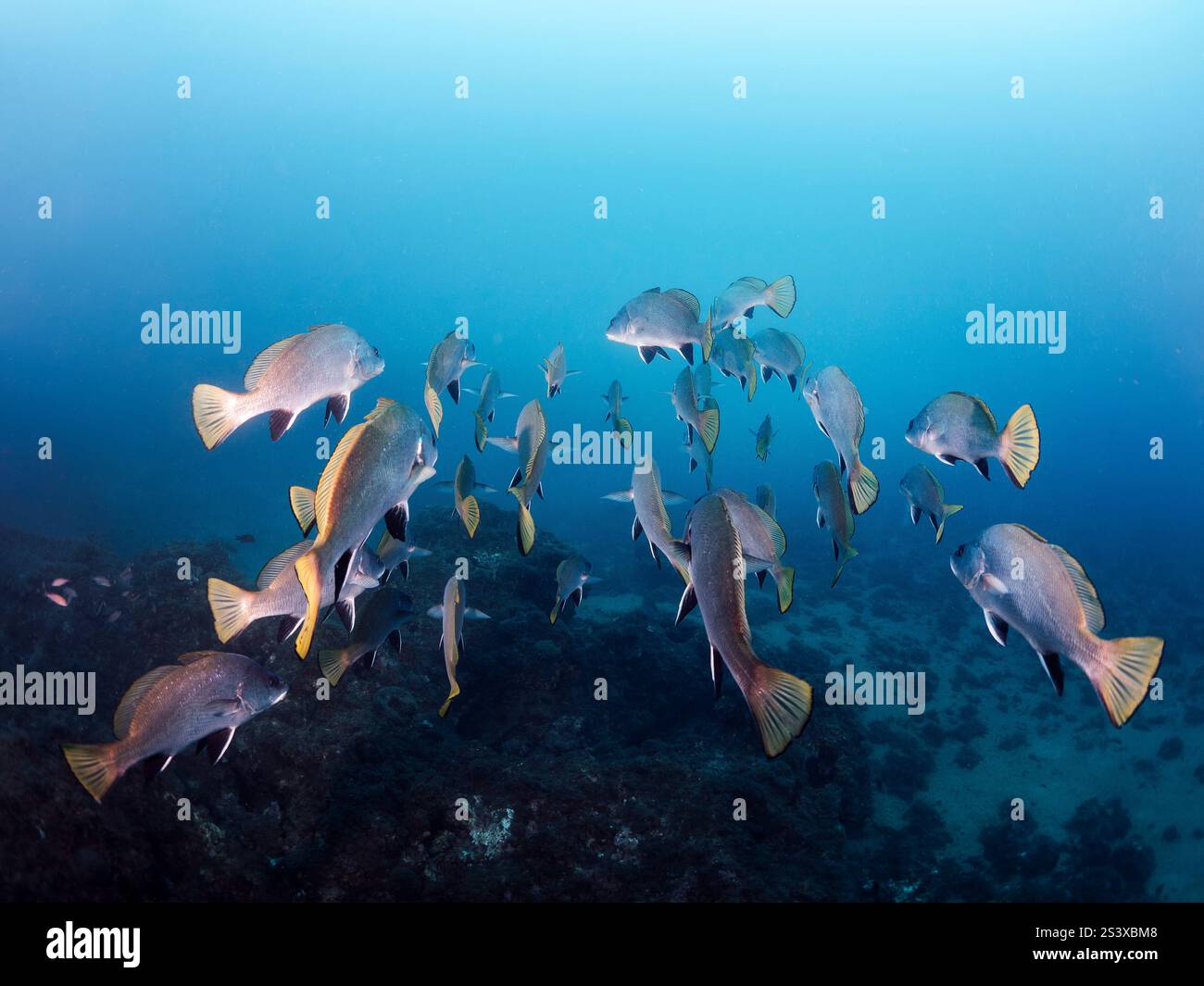 school fish swimming together in deep blue sea Stock Photo - Alamy