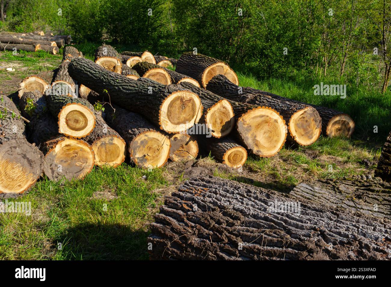 A collection of freshly cut logs is stacked in a forest clearing ...
